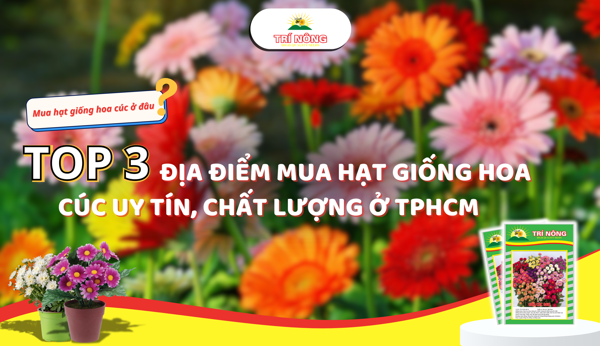 TOP 3 ĐỊA ĐIỂM MUA HẠT GIỐNG HOA CÚC ĐÀ LẠT CHẤT LƯỢNG, UY TÍN ...