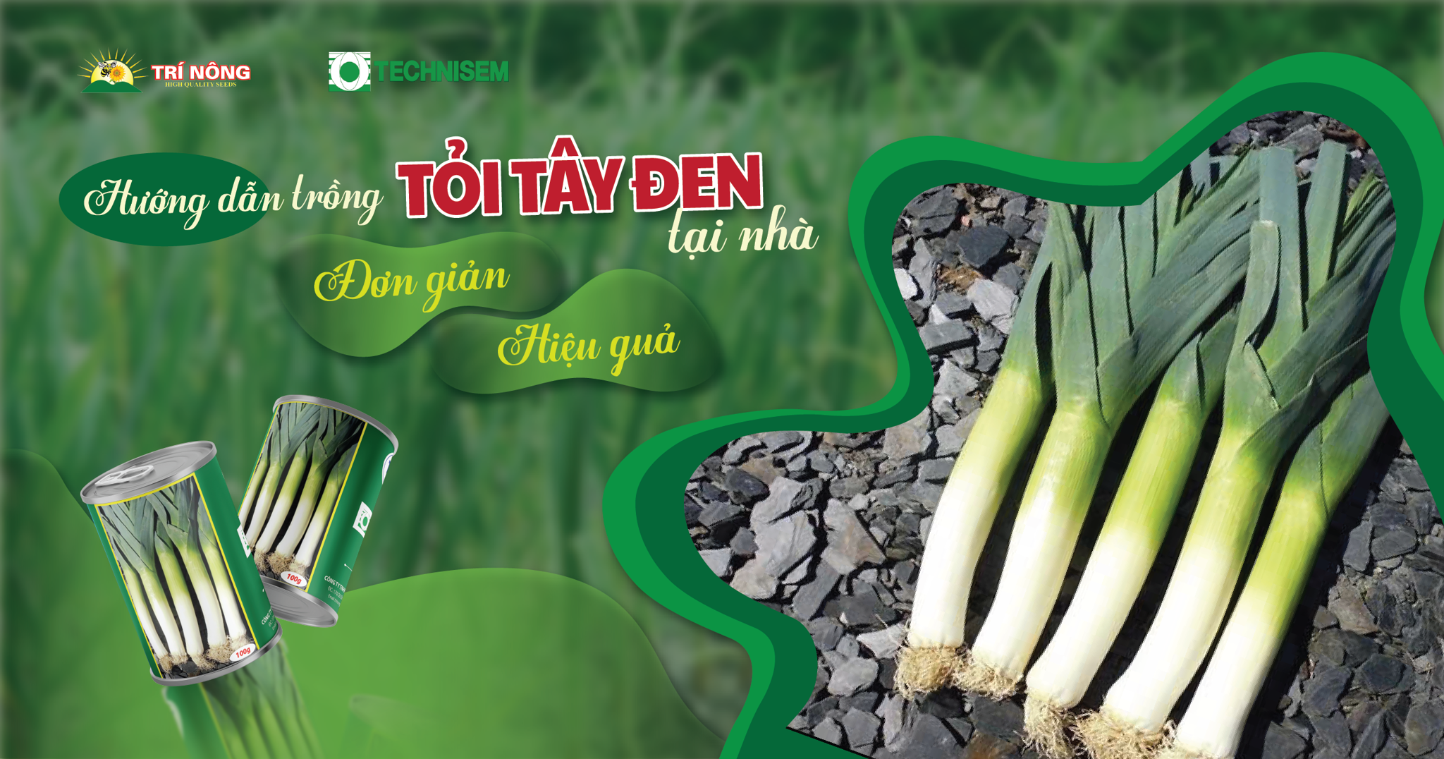 Hướng dẫn trồng tỏi tây đen tại nhà: Đơn giản, hiệu quả! – TRINONG Seeds
