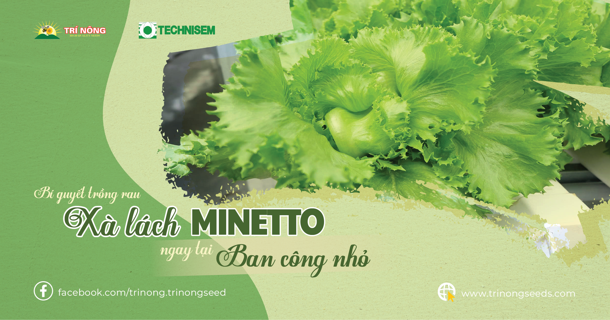 Hạt giống Xà Lách Minetto: Bí quyết trồng rau tại ban công nhỏ ...