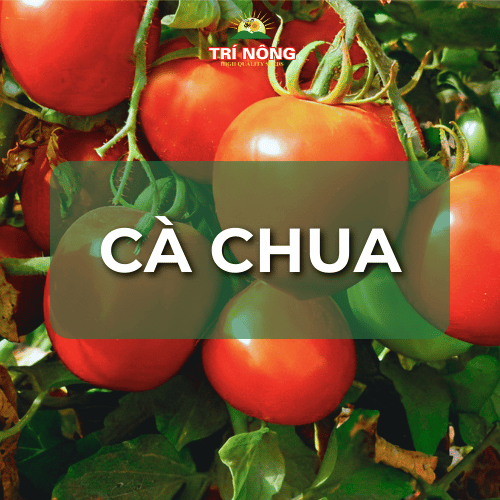 HẠT GIỐNG CÀ CHUA - TRÍ NÔNG SEEDS – TRINONG Seeds