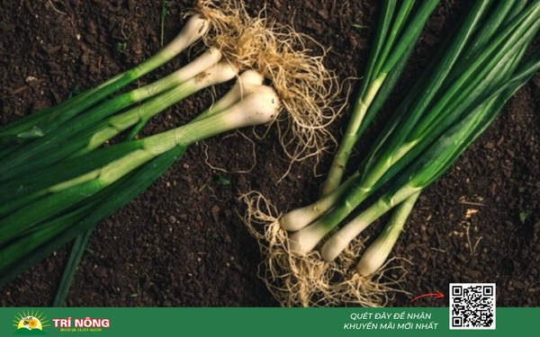 CÁCH TRỒNG HÀNH LÁ TẠI NHÀ SIÊU DỄ AI CŨNG CÓ THỂ TRỒNG ĐƯỢC – TRINONG ...