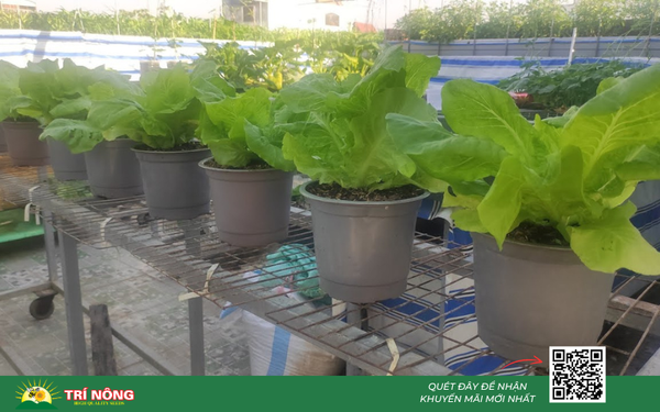 Hạt giống Xà Lách Minetto: Bí quyết trồng rau tại ban công nhỏ ...