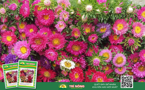 Bí quyết trồng hoa cúc Đà Lạt tại nhà đơn giản và hiệu quả – TRINONG Seeds