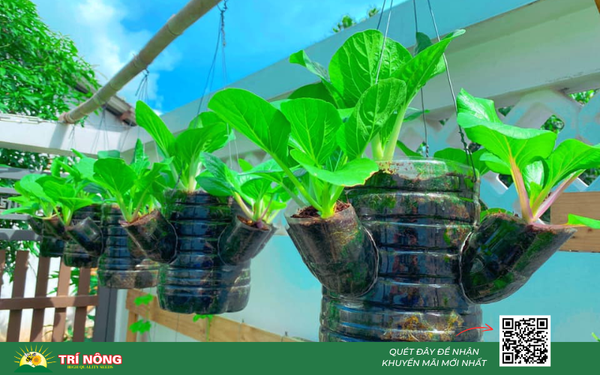 Top 5 loại rau củ siêu dễ trồng dành cho ban công ít nắng – TRINONG Seeds