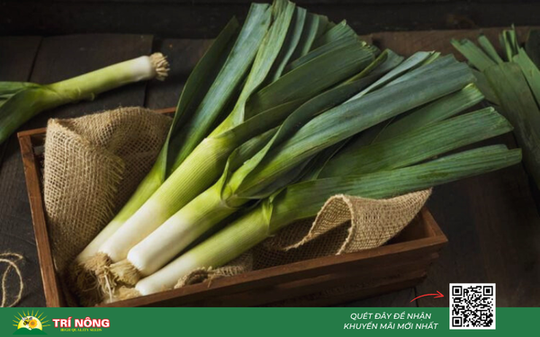 Hướng dẫn trồng tỏi tây đen tại nhà: Đơn giản, hiệu quả! – TRINONG Seeds