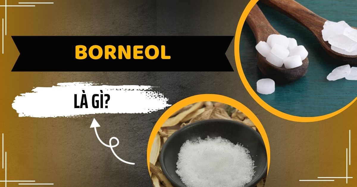 Borneol Là Gì? Borneol Có Tác Dụng Như Thế Nào? – Fanmen