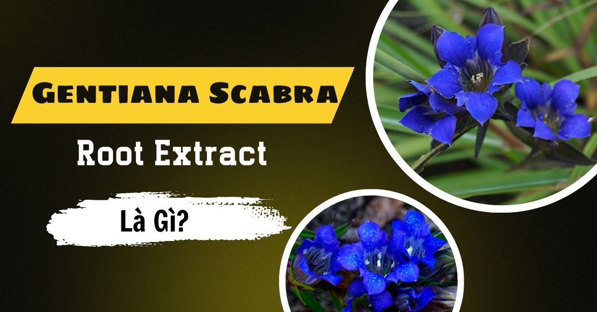 Gentiana Scabra Root Extract Là Gì? Tác Dụng - Tác Dụng Phụ – Fanmen