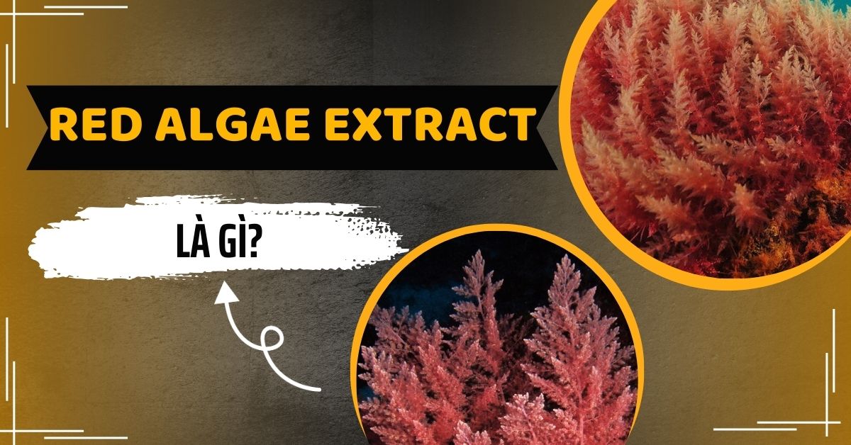 Red Algae Extract Là Gì? Tác Dụng Và Lưu Ý Khi Sử Dụng – Fanmen