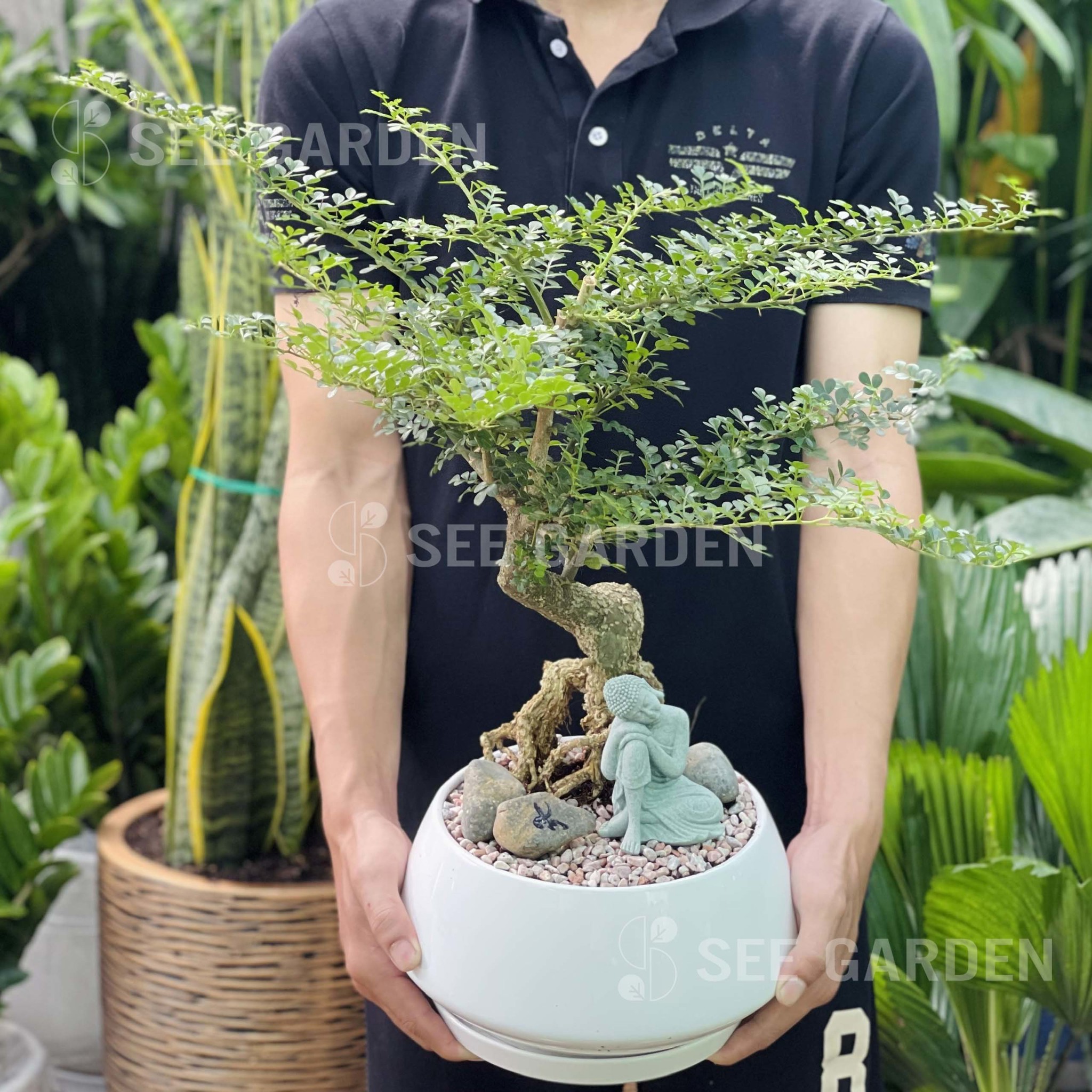 Mini Bonsai – SeeGarden