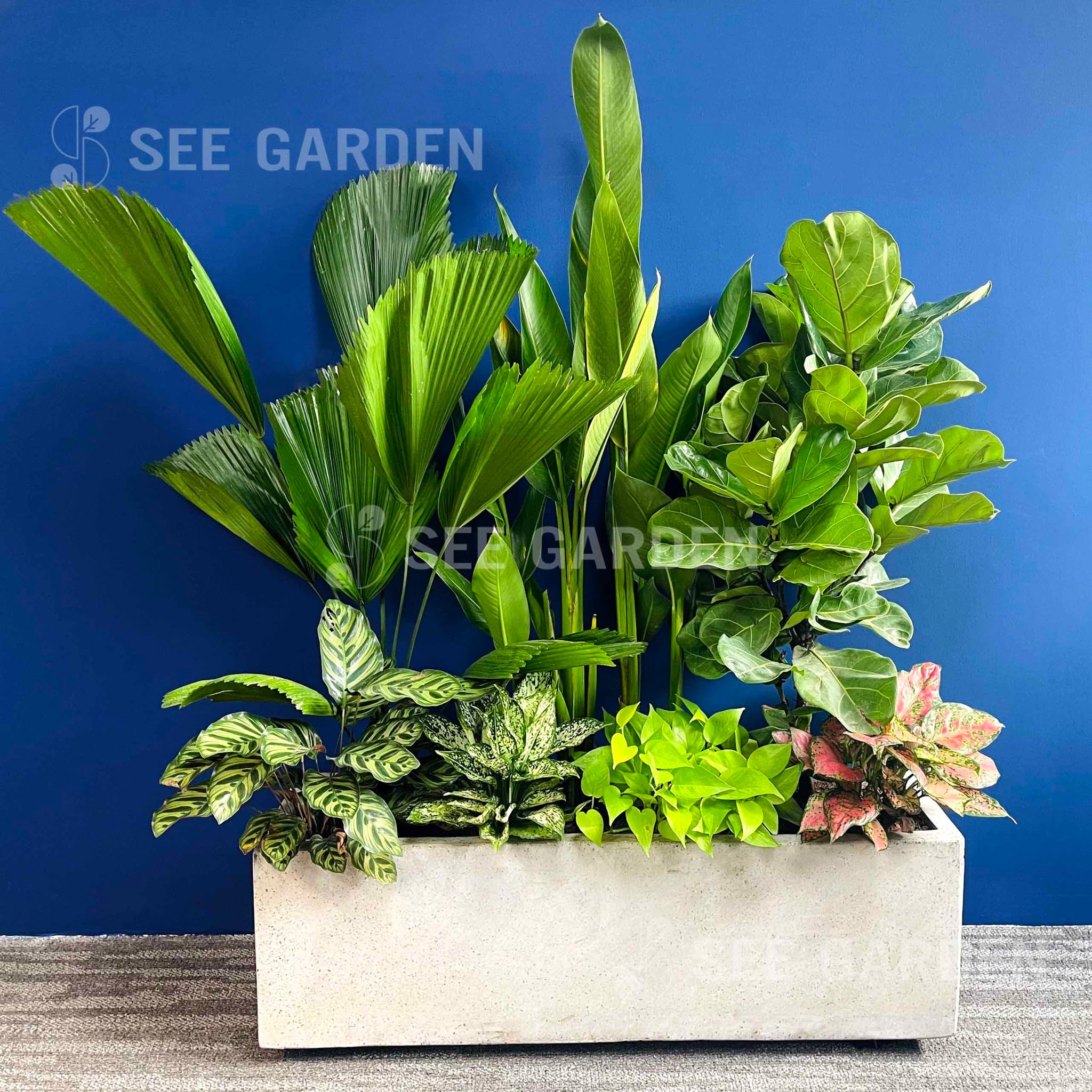 Cây ban công [Outdoor plants] – SeeGarden