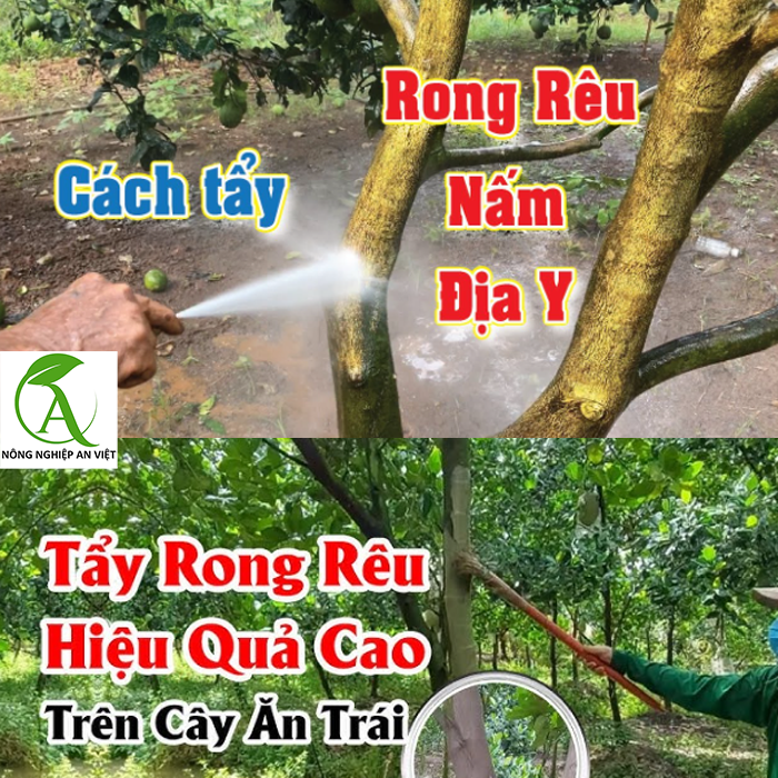 Cách tẩy rong rêu trên cây ăn trái, dung dịch tẩy rong rêu hiệu quả ...