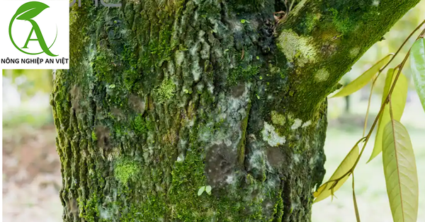 Cách tẩy rong rêu trên cây Sầu Riêng mới nhất 2023 ! – Nông Nghiệp An Việt