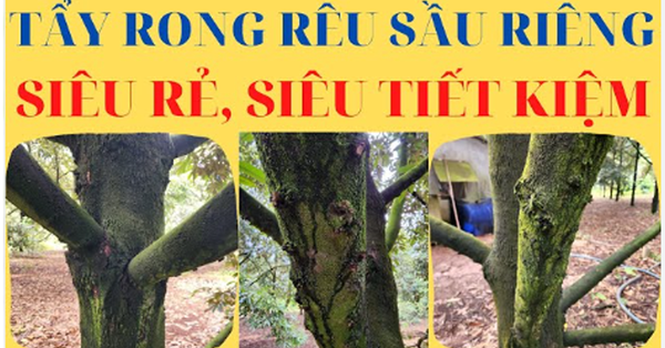 Cách tẩy rong rêu trên cây Sầu Riêng mới nhất 2023 ! – Nông Nghiệp An Việt
