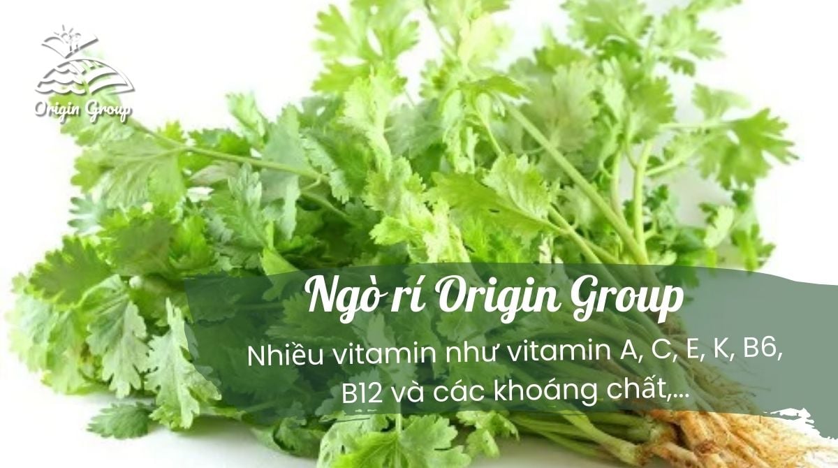 Ngò rí – Origingroup