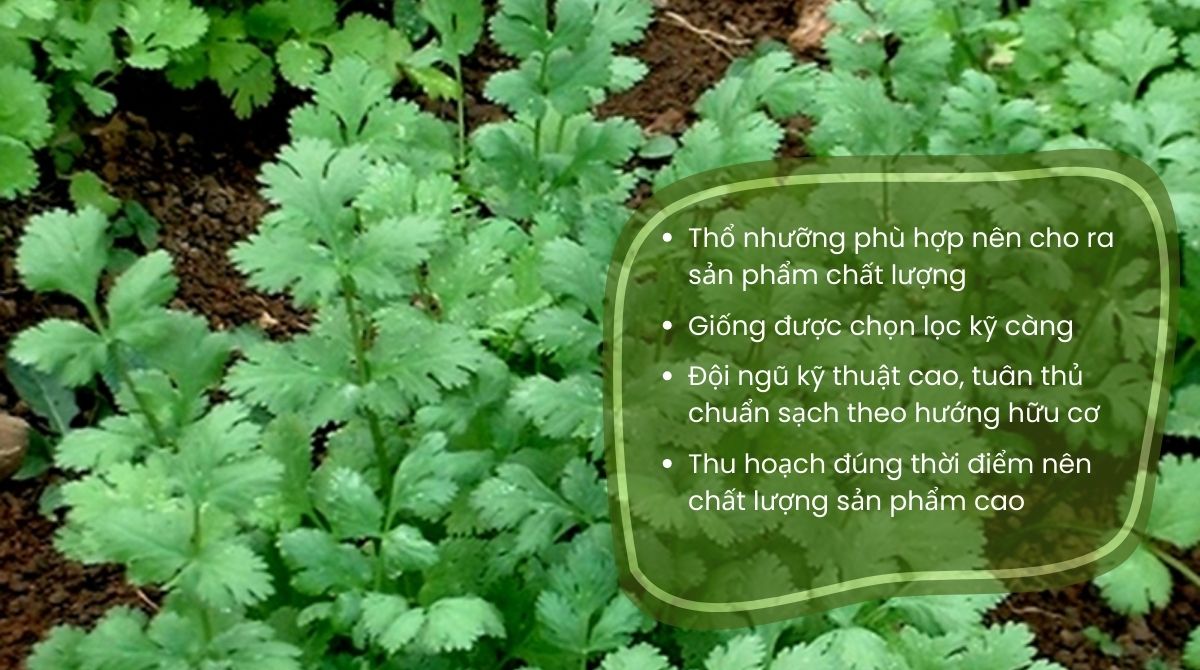 Ngò rí – Origingroup