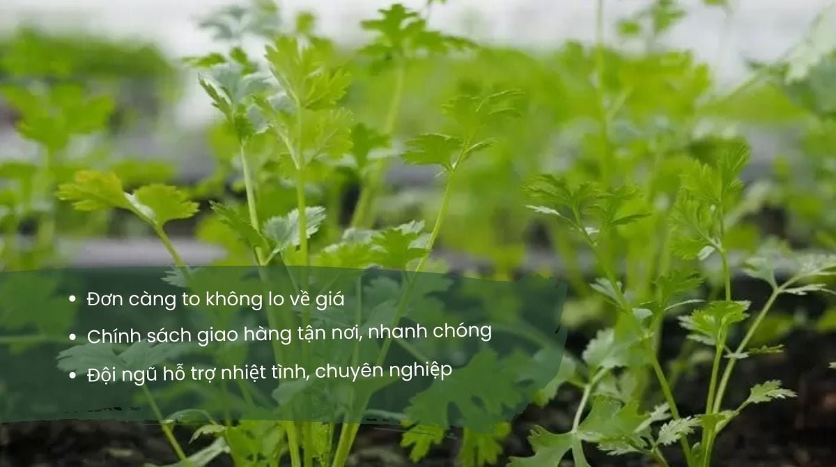 Ngò rí – Origingroup