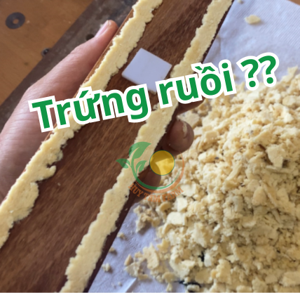 Trứng Ruồi - Trứng Ruồi là gì? Tại sao nhiều người tìm kiếm trứng Ruồi