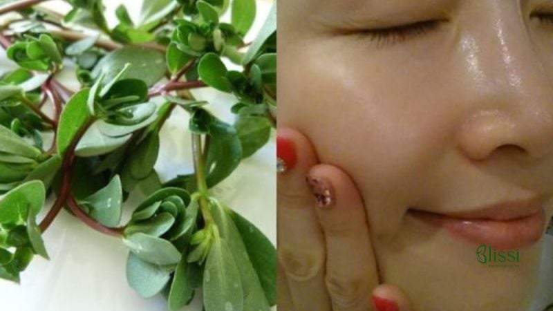 Chiết xuất rau sam và 4 công dụng tuyệt vời cho làn da