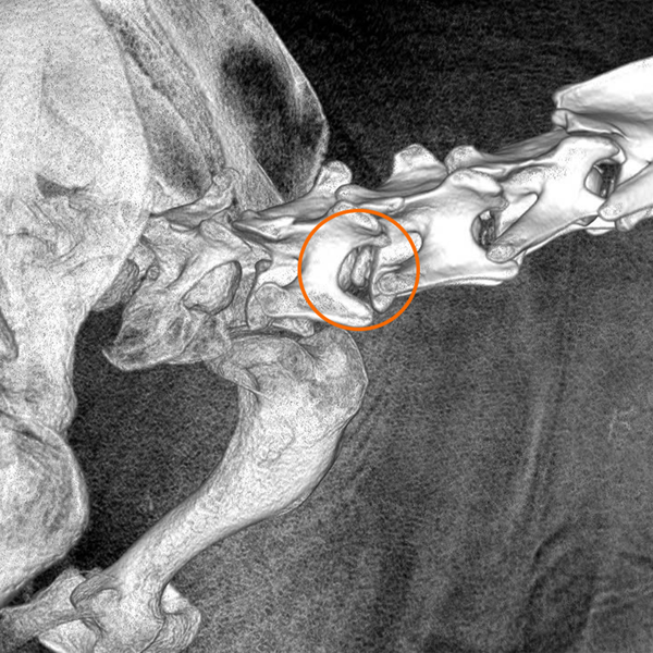 Bệnh Viện Thú Y Băng Phạm Chăm Sóc Sức Khoẻ Thú Cưng Toàn Diện Uy Tín