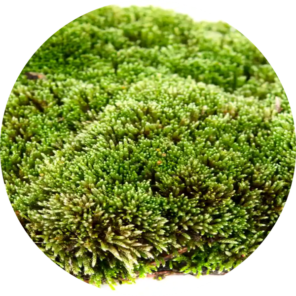 CÁC LOẠI RÊU PHỔ BIẾN ĐƯỢC DÙNG TẠI ANA GARDEN – Anagarden