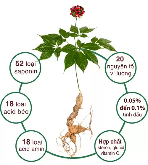 Tổng quan về Sâm Ngọc Linh – Dòng Sâm nhà Sông Thu cung cấp YST Sông ...