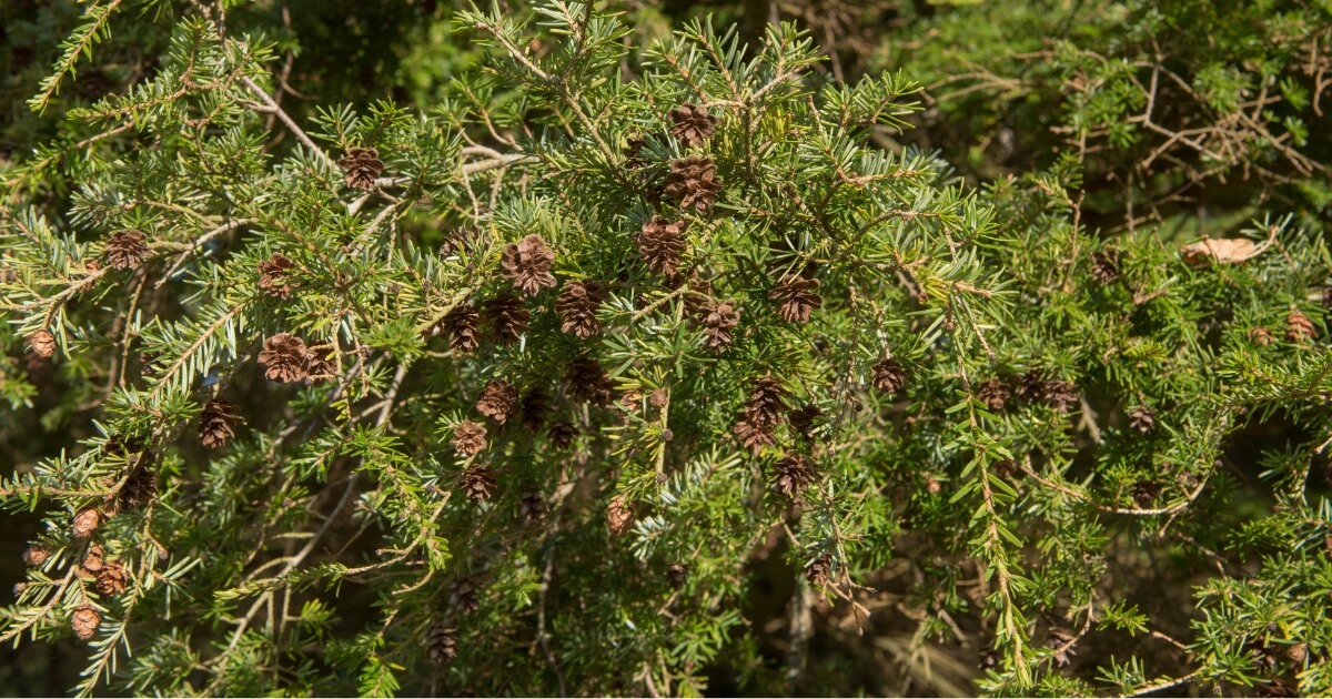 Tất tần tật về Tinh dầu vân sam Hemlock (Spruce Hemlock Essential Oil ...