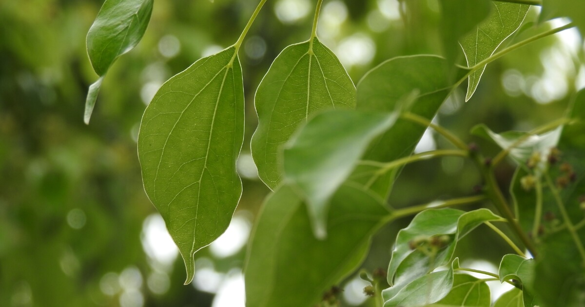 Tất tần tật về Tinh dầu Ravensara (Ravensara Essential Oil) - Herbbank