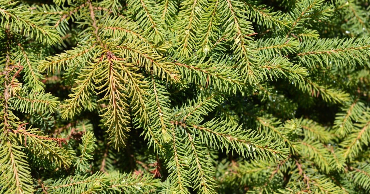 Tất tần tật về Tinh dầu vân sam đen (Spruce Canadian Black Essential O ...