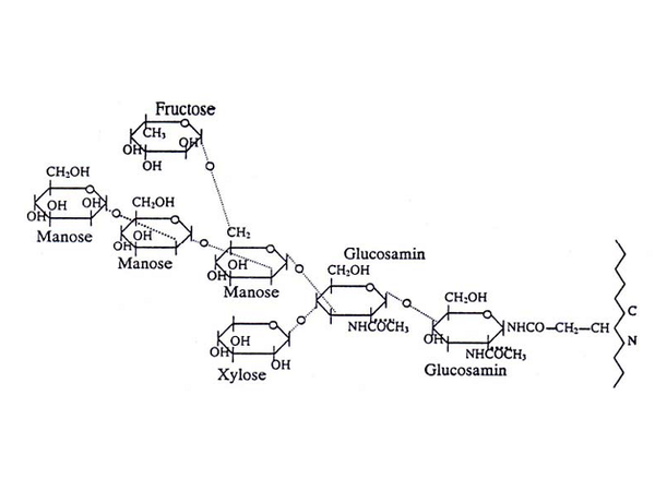 GIỚI THIỆU VỀ ENZYME BROMELAIN – TechBio