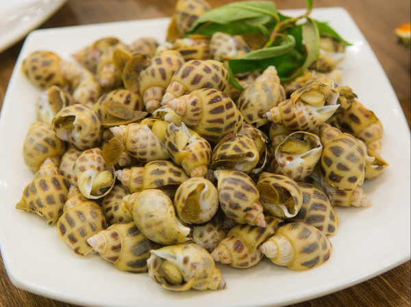 Ốc hương và những điều ít ai biết về chúng