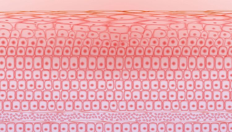 CÔNG NGHỆ LAMELLAR STRUCTURE – BƯỚC TIẾN CHO LÀN DA KHỎE & ẨM MỊN LÂU ...