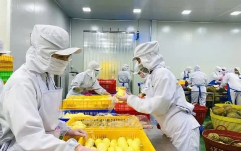 Unveiling the Standardized Frozen Fruit Production Process - GDFoods ...