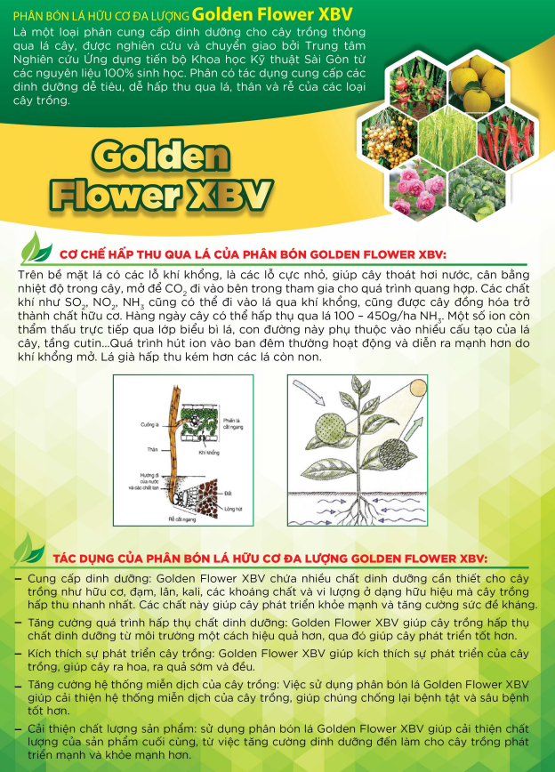 ĐẶC TÍNH CÔNG DỤNG GOLDEN FLOWER XBV – AGRISMART