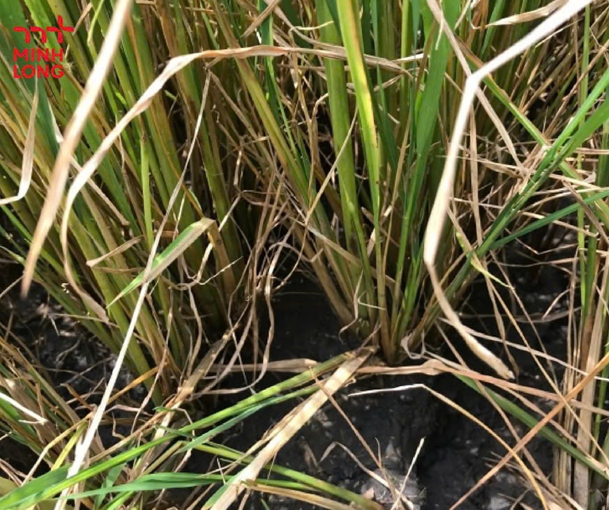 Riceguard 40OD – A Comprehensive Solution for Controlling Weeds in Ric ...