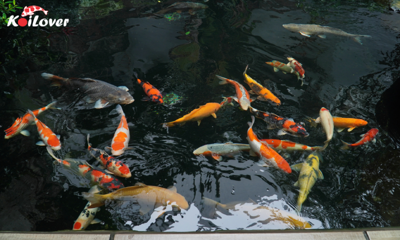 Những yếu tố đánh giá vẻ đẹp của cá Koi Shusui – KOILOVER