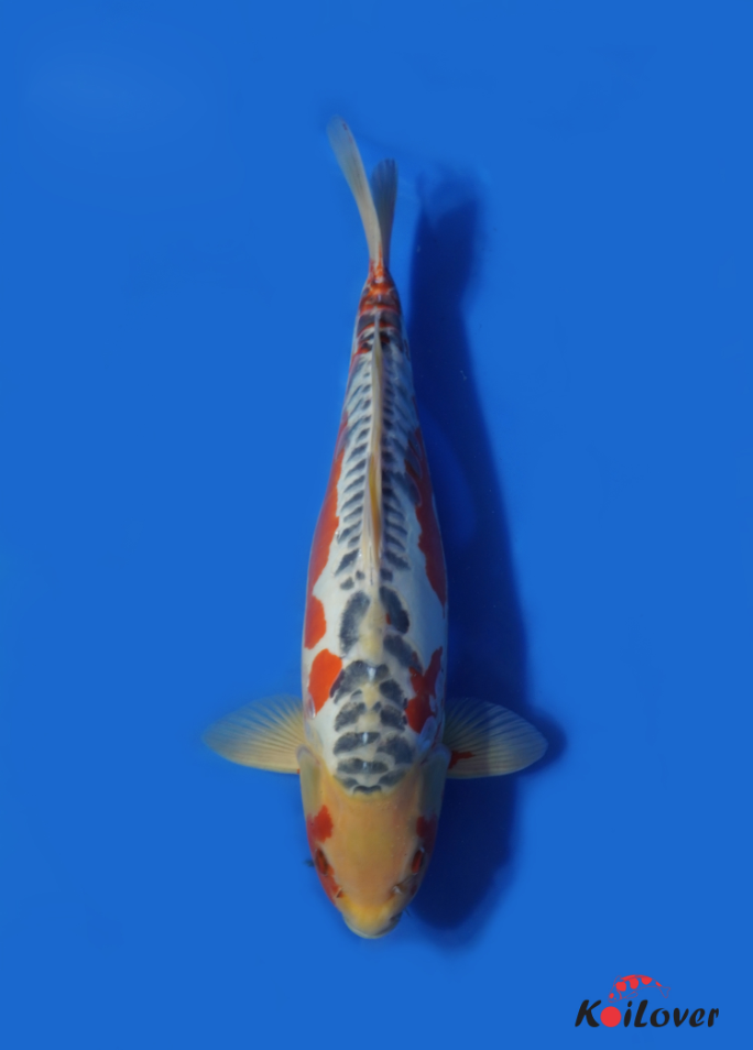 Những yếu tố đánh giá vẻ đẹp của cá Koi Shusui – KOILOVER