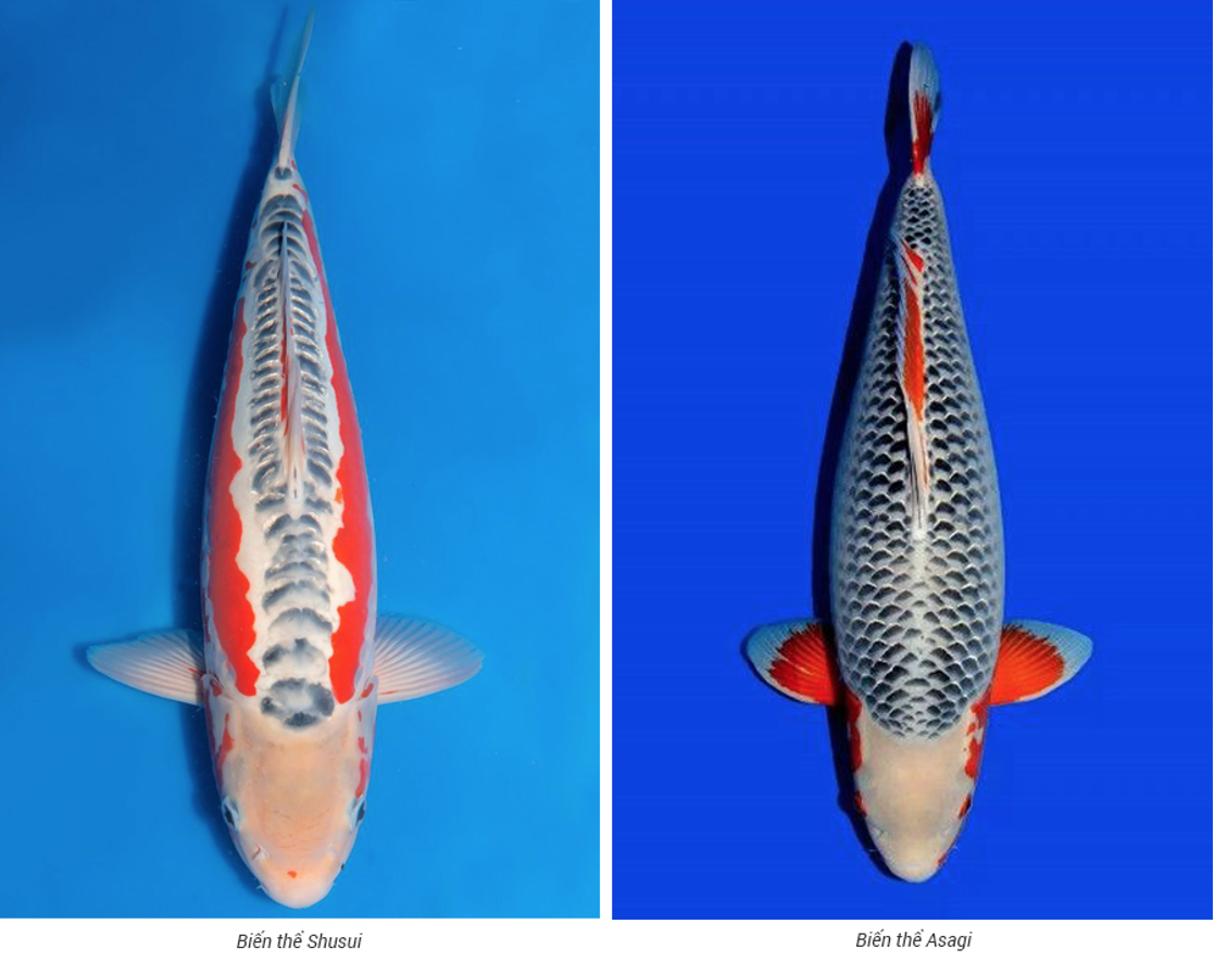 Những yếu tố đánh giá vẻ đẹp của cá Koi Shusui – KOILOVER