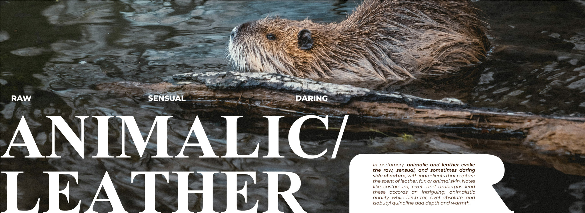 Animalic-Leather – Nezéum