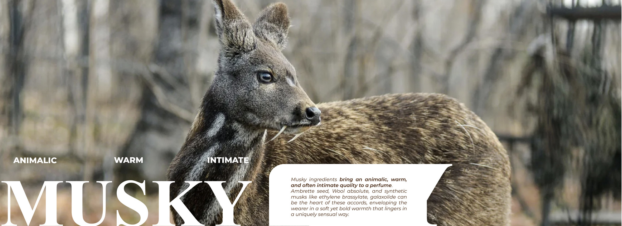 Odor Family – Musky – Nezéum