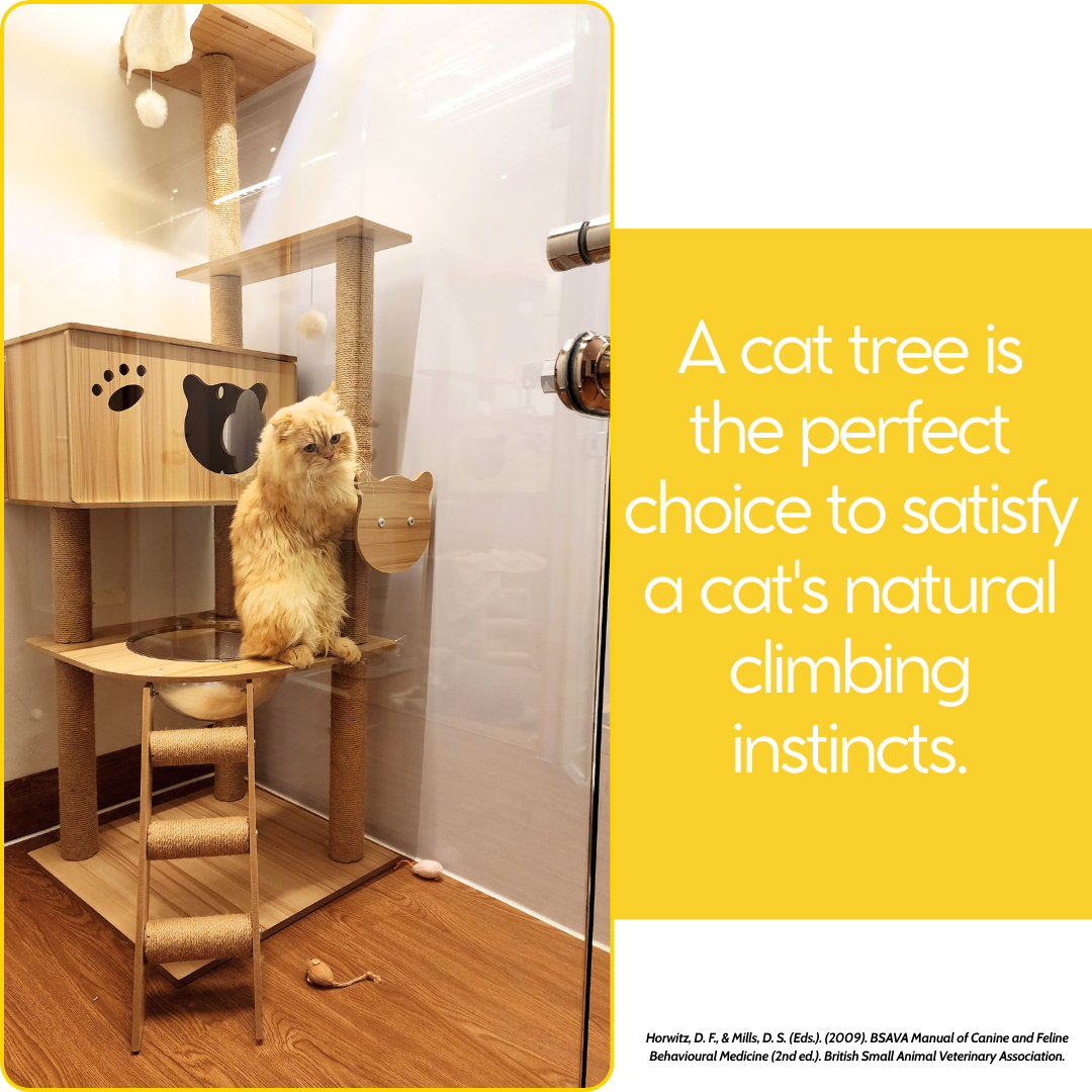 Environmental Enrichment for Cats – PETCIAL Pet Grooming & Cat Hotel