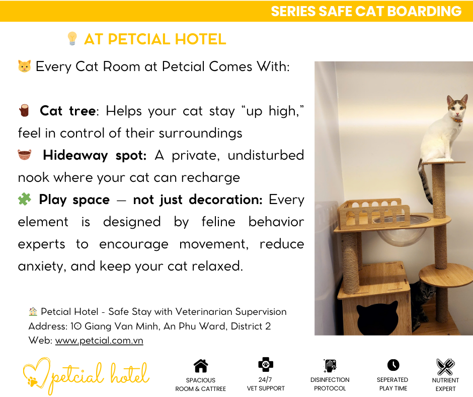 BEHAVIOUR SERIES - WHAT YOUR CAT NEEDS – PETCIAL Pet Grooming & Cat Hotel