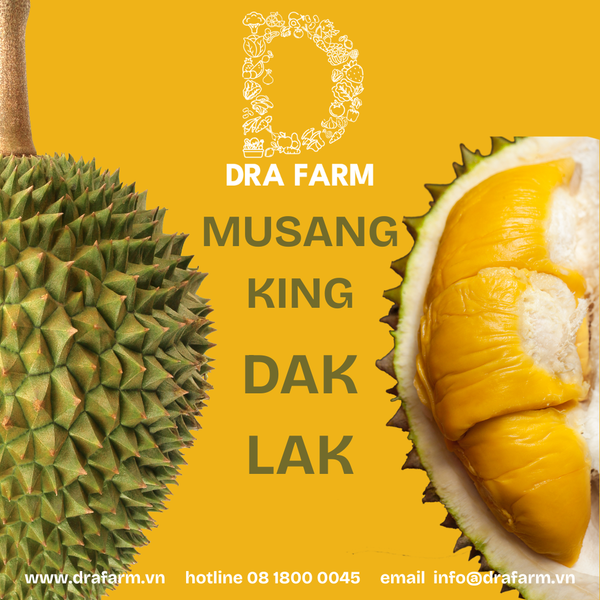 Musang King Đắk Lắk – Đỉnh Cao Hương Vị – DRA FARM