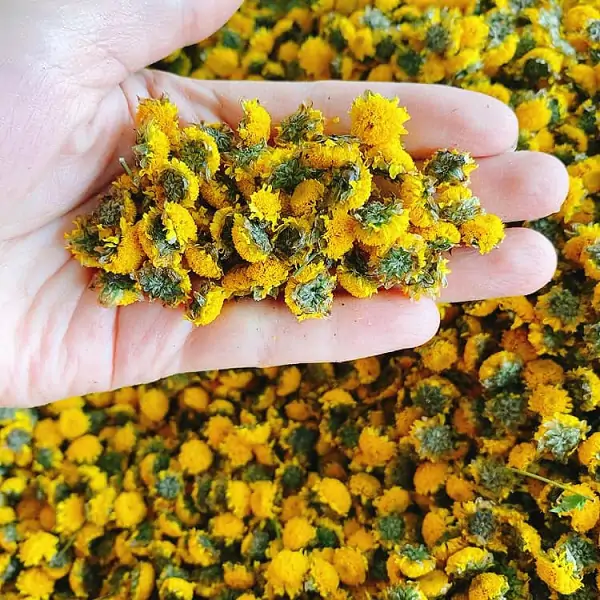 TRỒNG HOA CÚC LÀM TRÀ – Quà xứ Quảng