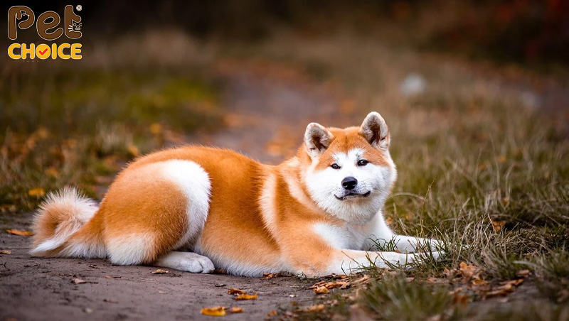 Giống chó Akita inu: nguồn gốc, đặc điểm và giá bán giống thuần chủng – petchoice