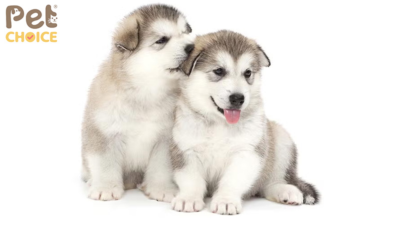 Chó Alaska giá rẻ dưới 500k là chó gì? – petchoice
