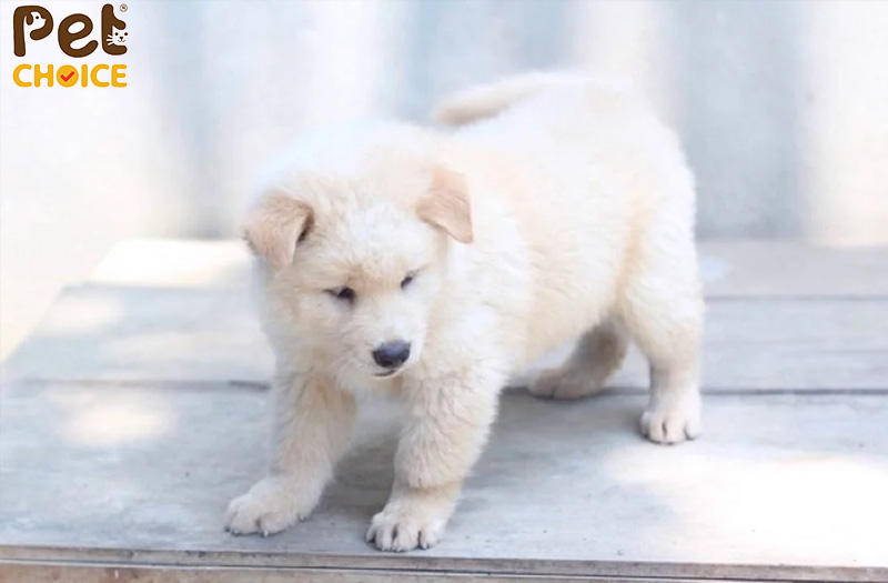 Bắc Hà xù trắng: Đặc điểm màu lông và tính cách ưa sạch sẽ – petchoice