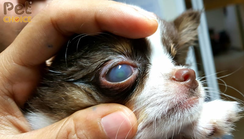 Chó bị đau mắt: nguyên nhân, triệu chứng và cách chữa trị – petchoice