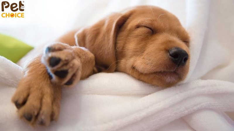 Sau khi đẻ chó con bao nhiêu ngày mở mắt? – petchoice
