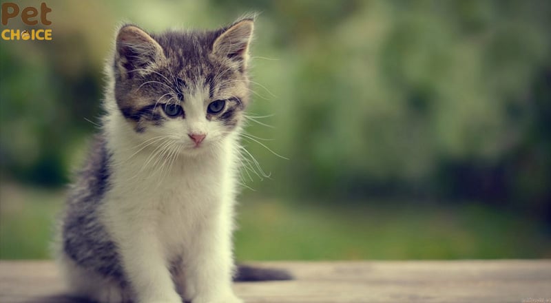Tổng hợp 100+ hình ảnh mèo cute dễ thương và đáng yêu – petchoice