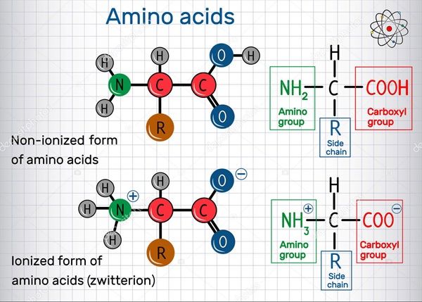 Axit amin (amino acid) trong nông nghiệp – thành phần quan trọng trong ...